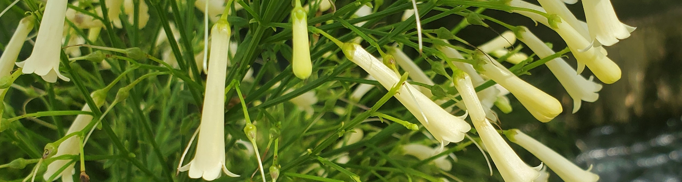 A mellow, yellow firecracker plant - UF/IFAS Extension Charlotte County