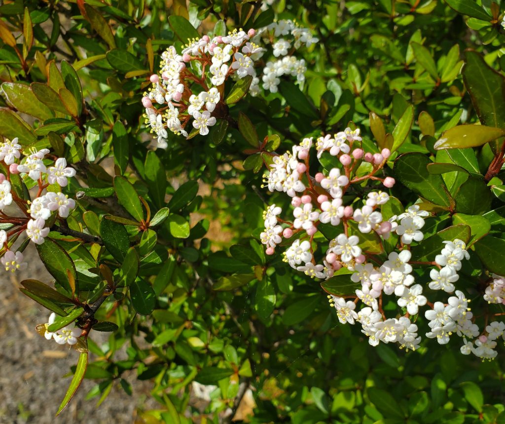 Walter is in bloom! - UF/IFAS Extension Charlotte County