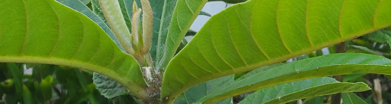 Go subtropical! - UF/IFAS Extension Charlotte County