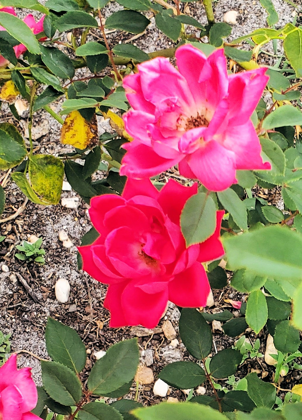 Raising roses requires reasoning and resilience - UF/IFAS Extension ...