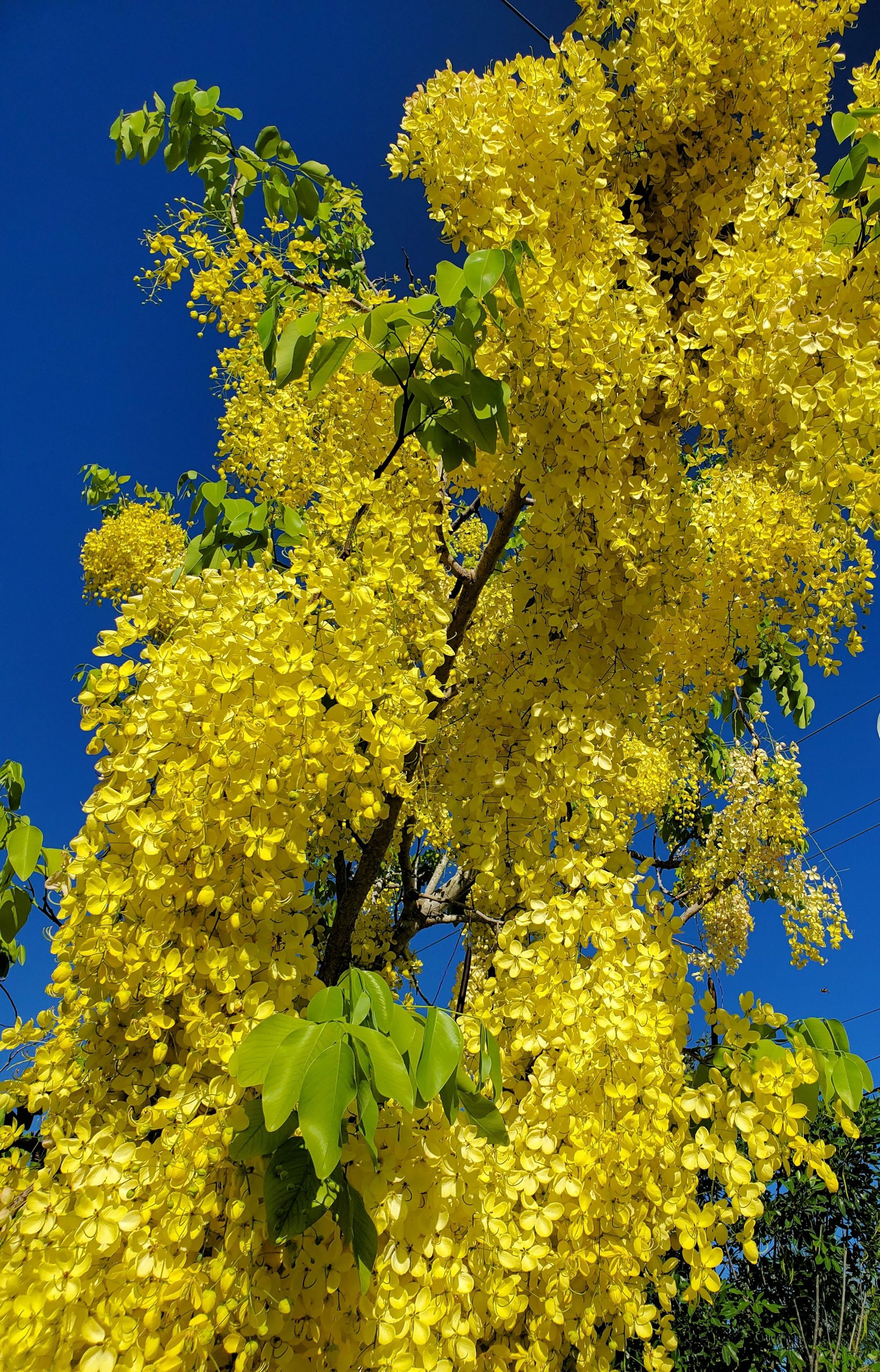 Blue skies, golden showers - UF/IFAS Extension Charlotte County