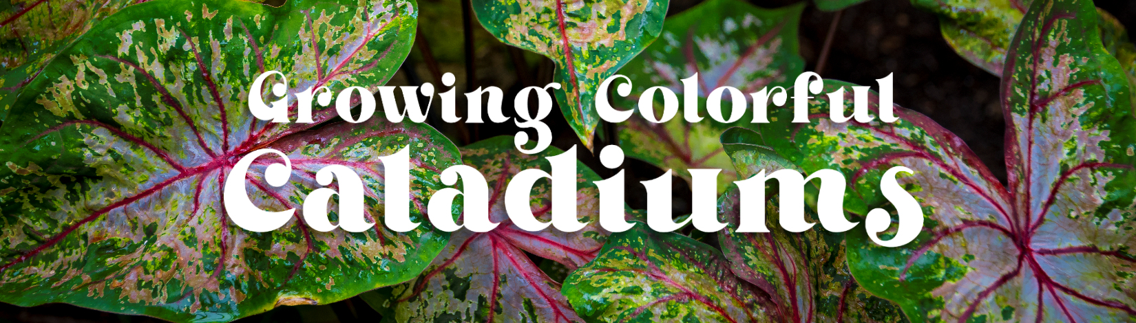 Growing Colorful Caladiums - UF/IFAS Extension Charlotte County