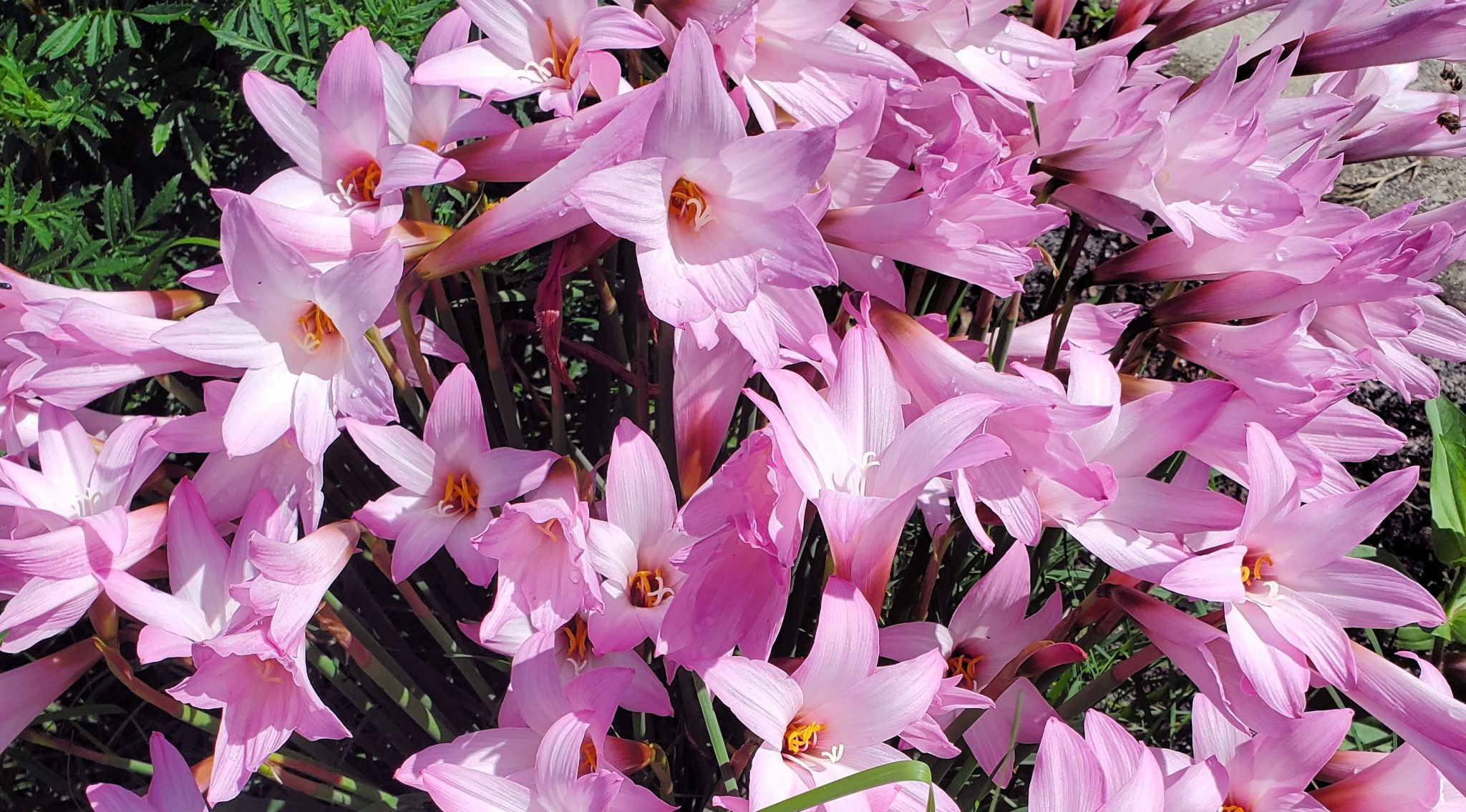 June showers bring rain lily flowers - UF/IFAS Extension Charlotte County