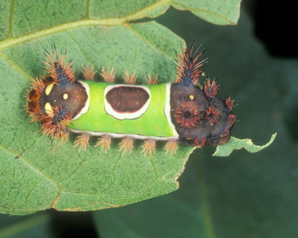 The summer of stinging caterpillars - UF/IFAS Extension Charlotte County
