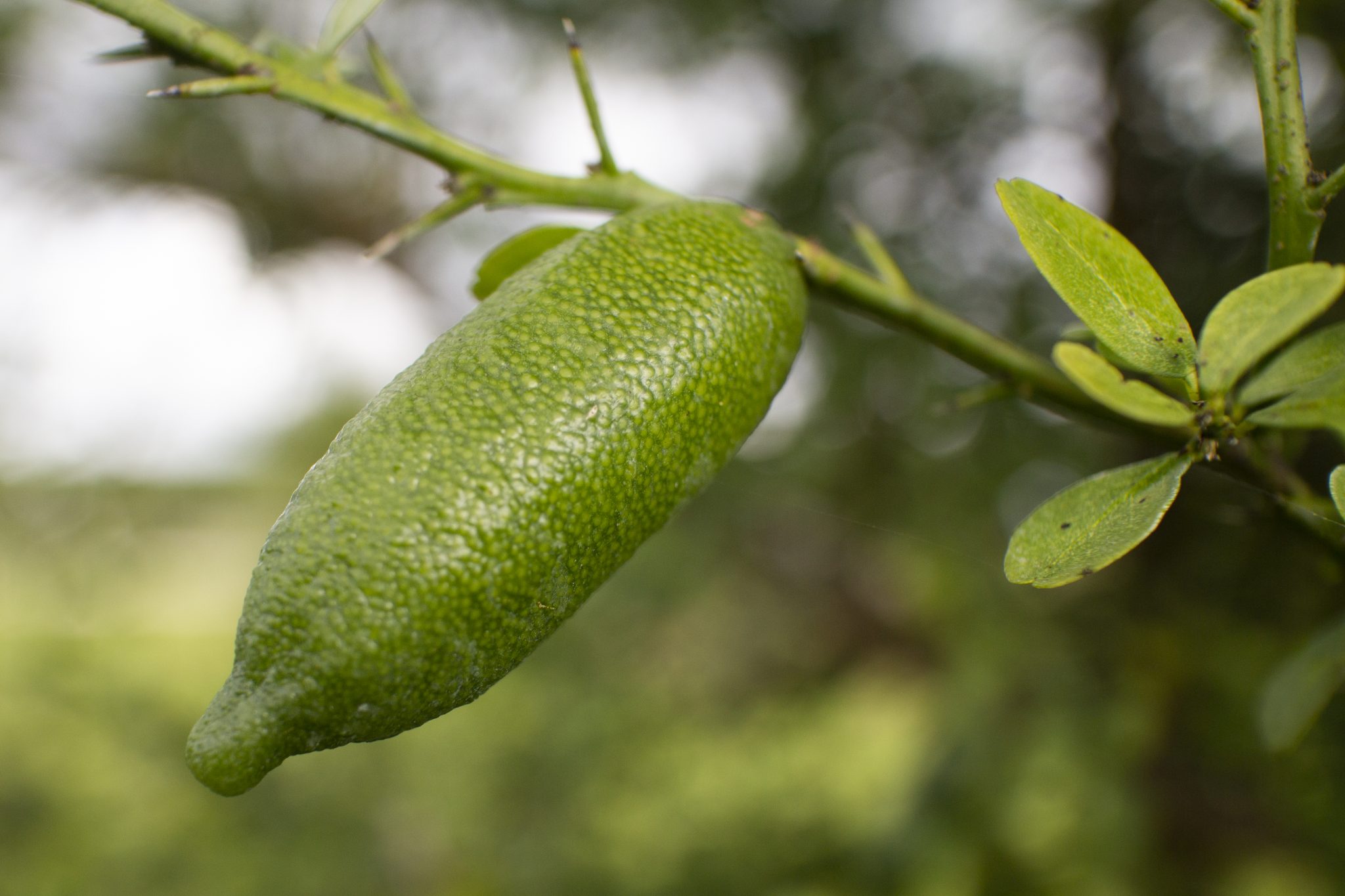 Something very different – the finger lime - UF/IFAS Extension ...