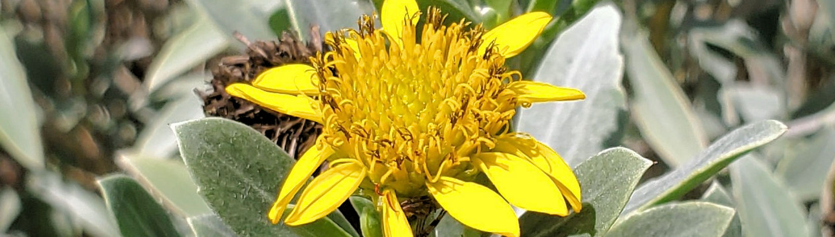 Look for the sea oxeye daisy – a colorful native plant. - UF/IFAS ...