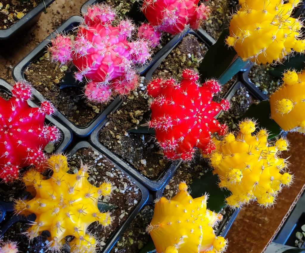 Neon color, prickly nature - UF/IFAS Extension Charlotte County