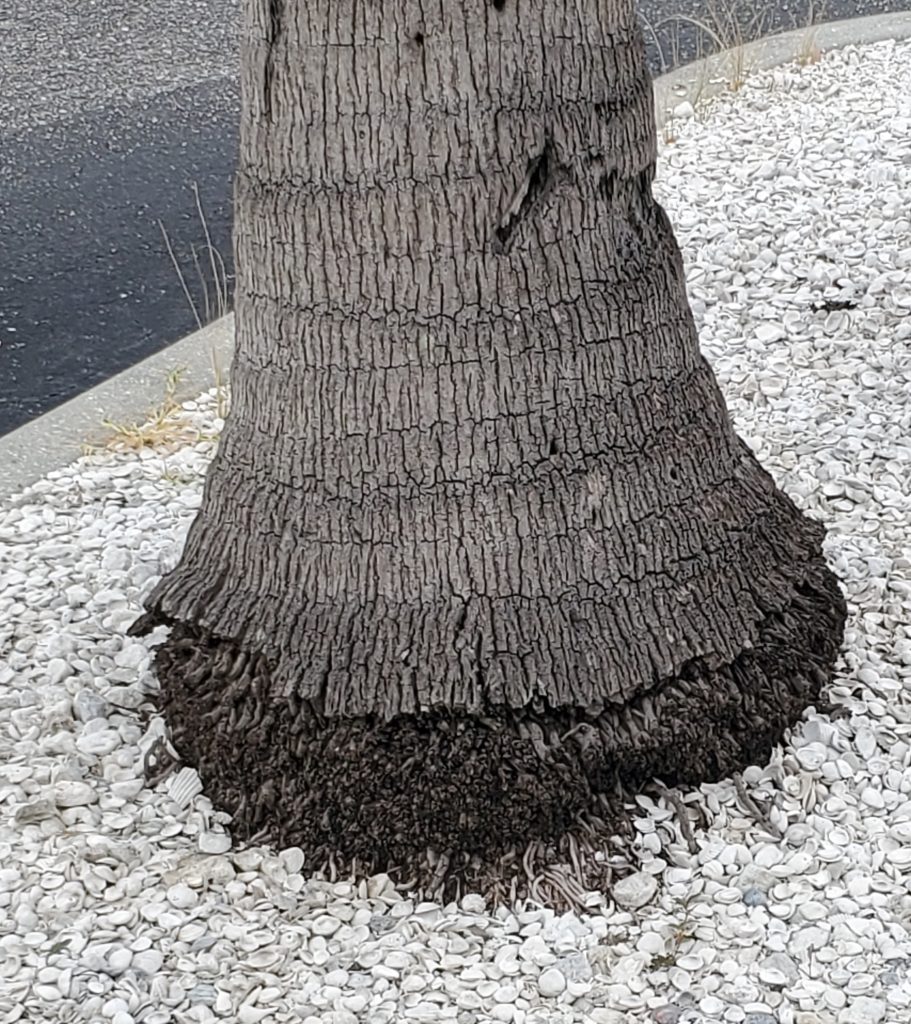 The root of no problem – something not to worry about revisited. - UF ...