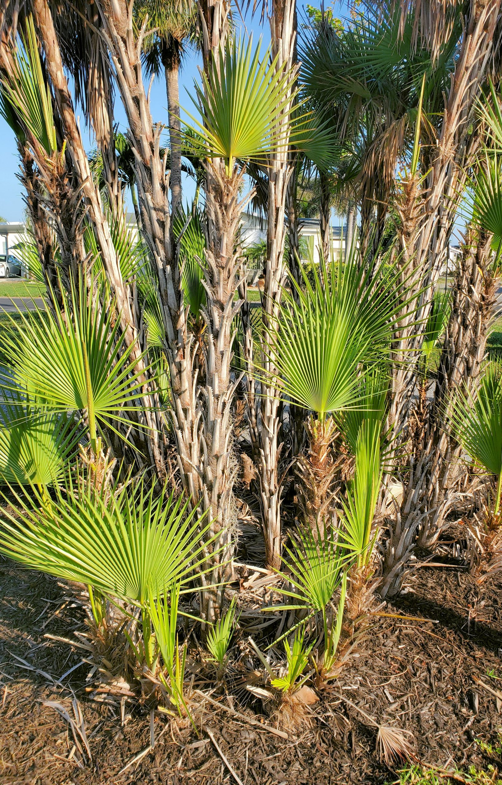 Mr. Wright’s palm - UF/IFAS Extension Charlotte County