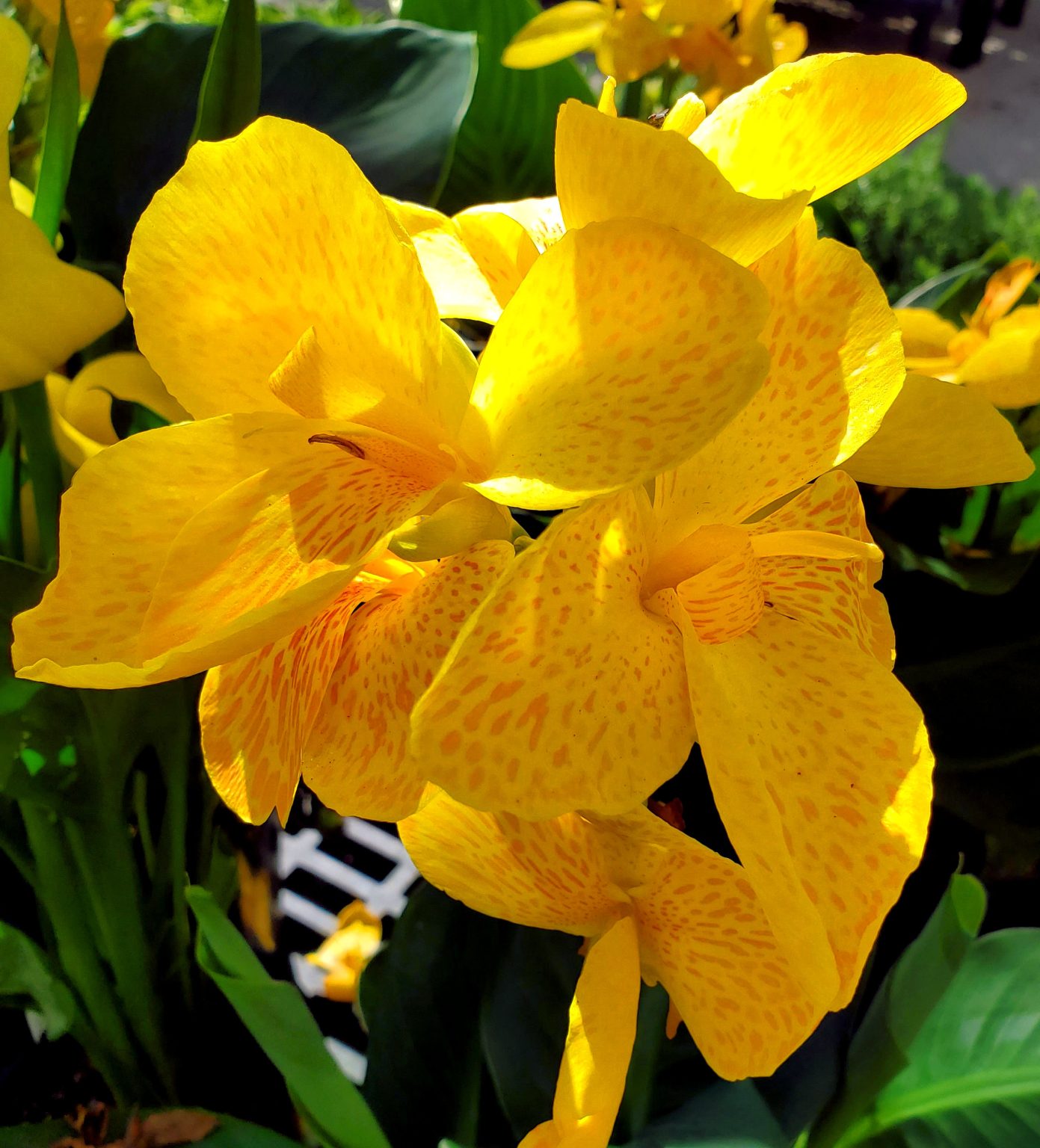 Cannas – my favorite spring rhizome - UF/IFAS Extension Charlotte County