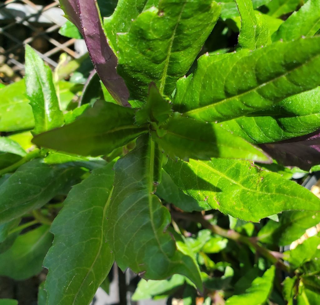 A spinach substitute – for a meal and eye appeal - UF/IFAS Extension ...