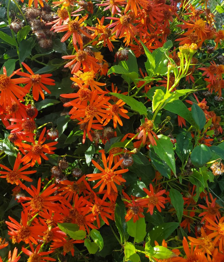 The Mexican flame vine - an inferno of flowers - UF/IFAS Extension ...
