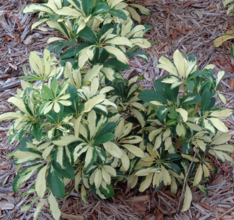 The right schefflera - UF/IFAS Extension Charlotte County