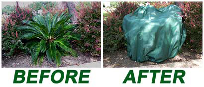 Effective Cold Weather Plant Protection - UF/IFAS Extension Citrus County