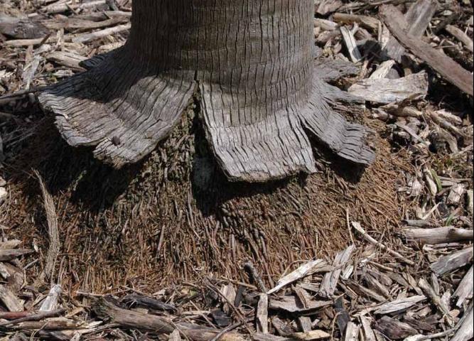 Palm Problems (or not) - UF/IFAS Extension Citrus County