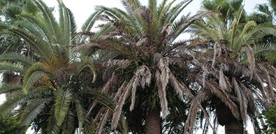 Foolproof Palm Care: Phoenix spp. - UF/IFAS Extension Citrus County