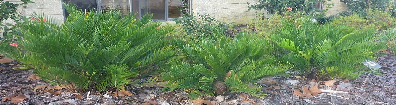 Plant Profile: Coontie- Zamia floridana - UF/IFAS Extension Clay County