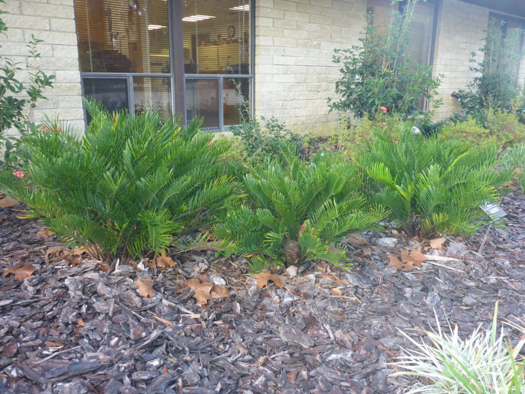 Plant Profile: Coontie- Zamia floridana - UF/IFAS Extension Clay County