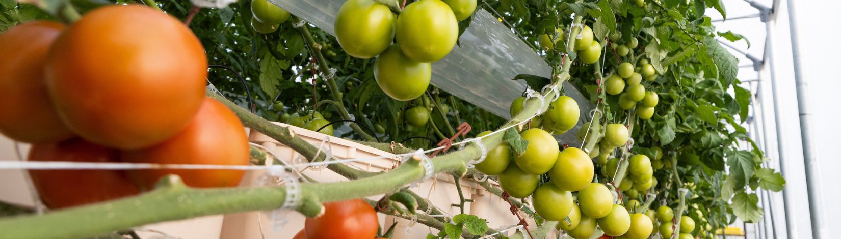 Everglades Tomato: A Great Variety for Florida - UF/IFAS Extension Clay ...