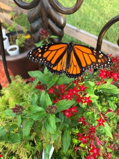 My Journey to Becoming a Monarch Butterfly Garden Part 2: The Life ...