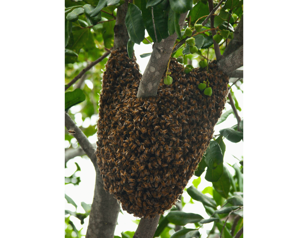 The Buzz on Honey Bee Swarms - UF/IFAS Extension Clay County