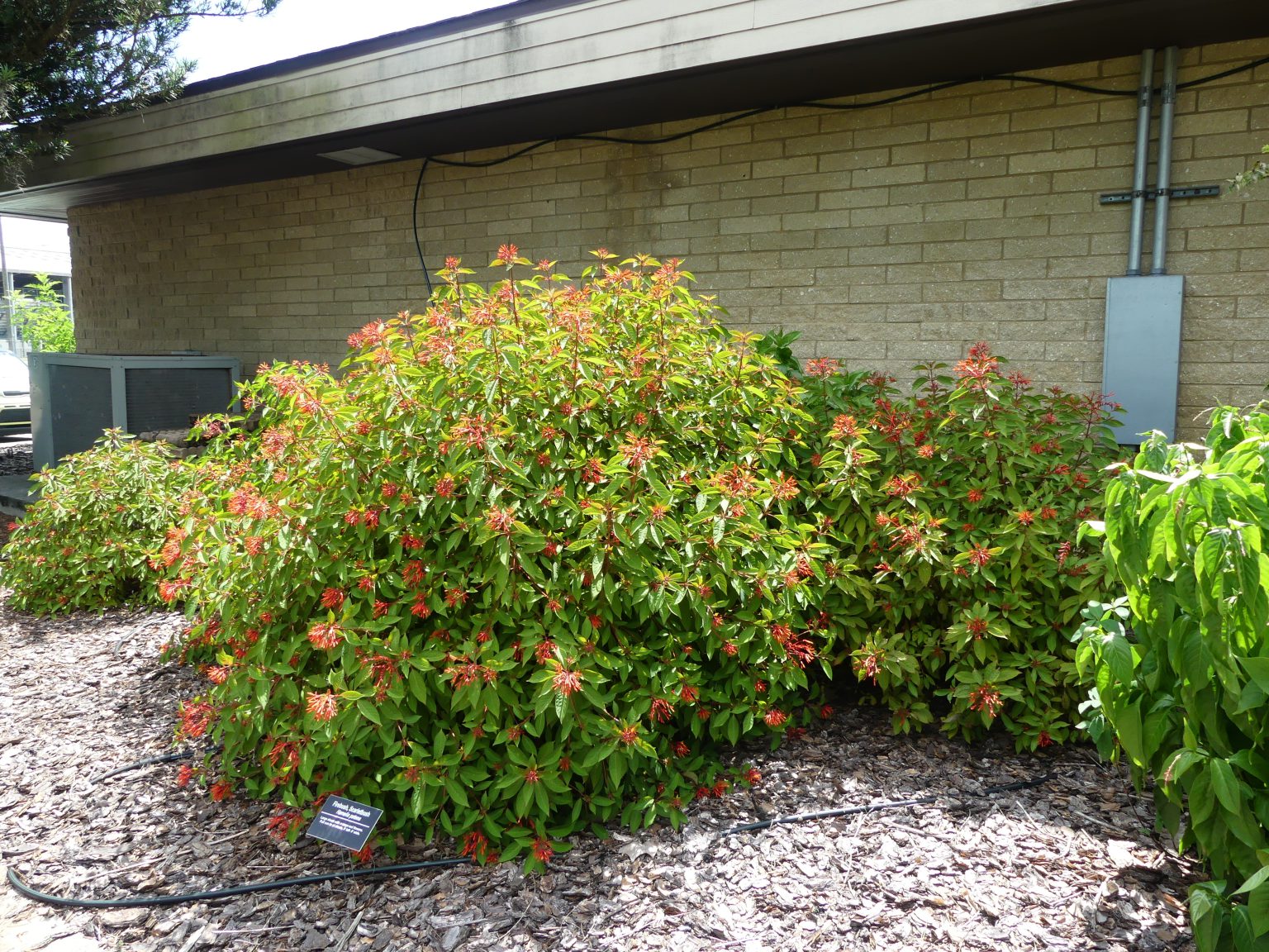 Wild About Florida Native Plants - Firebush - UF/IFAS Extension Clay County
