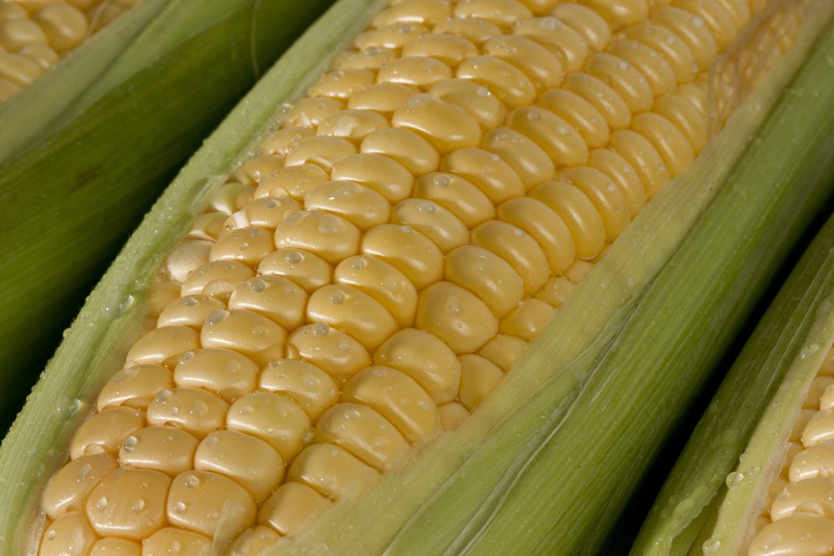 It's Corn!- Growing in the Florida Home Garden - UF/IFAS Extension Clay ...