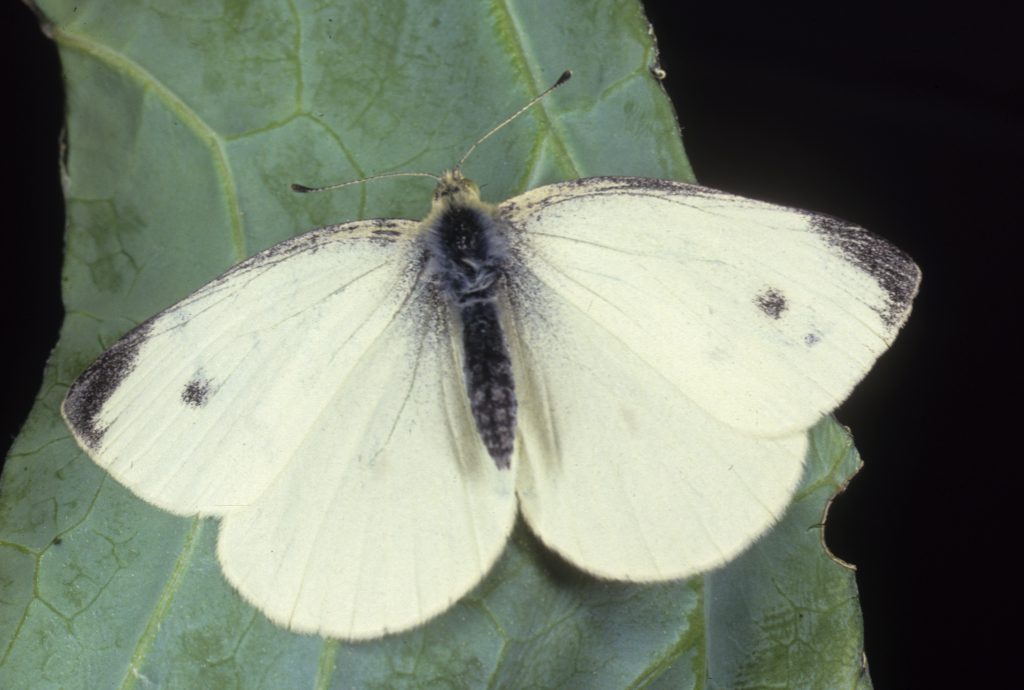 Better With Butterflies- The Cabbage White - UF/IFAS Extension Clay County