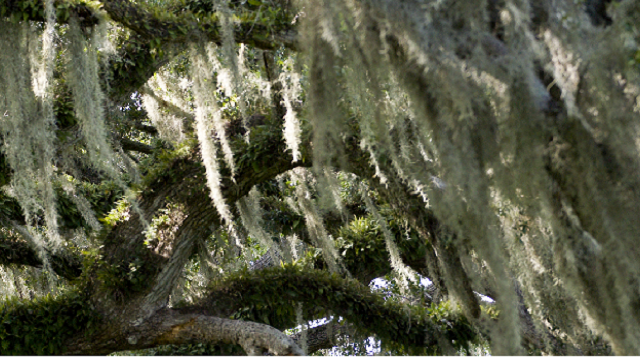 Florida-Friendly Landscaping - UF/IFAS Extension