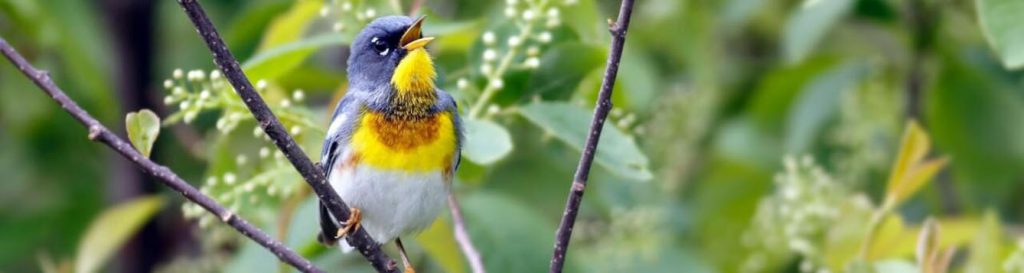 northern parula - Center for Land Use Efficiency