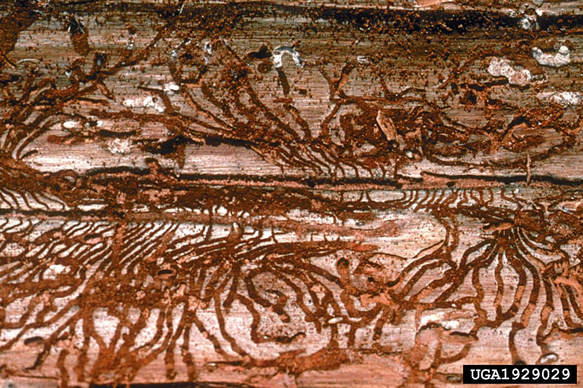 Pine Beetles - UF/IFAS Extension Collier County