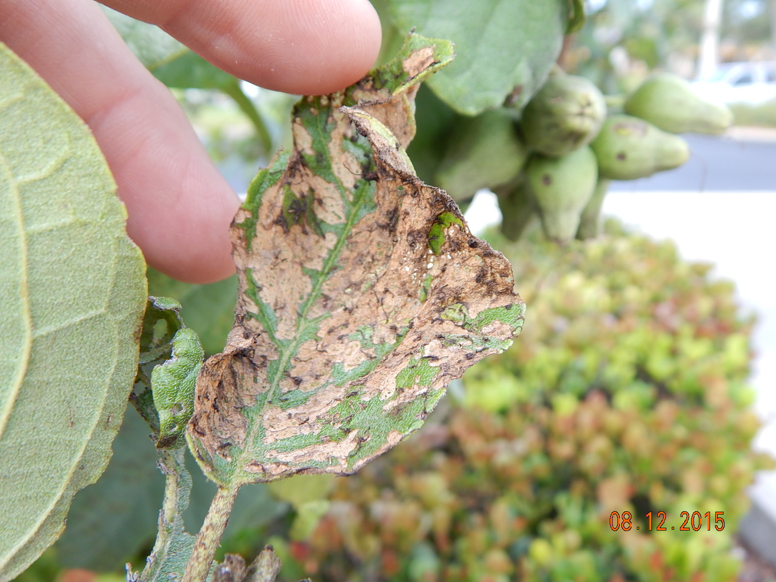 Geiger Tree Leaf Beetles are Active Now (March 2018) on Marco Island ...