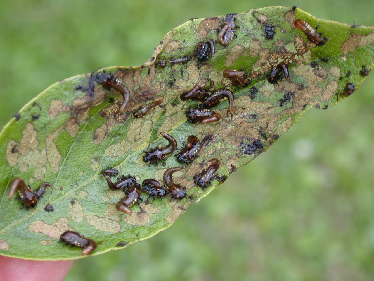 Geiger Tree Leaf Beetles are Active Now (March 2018) on Marco Island ...