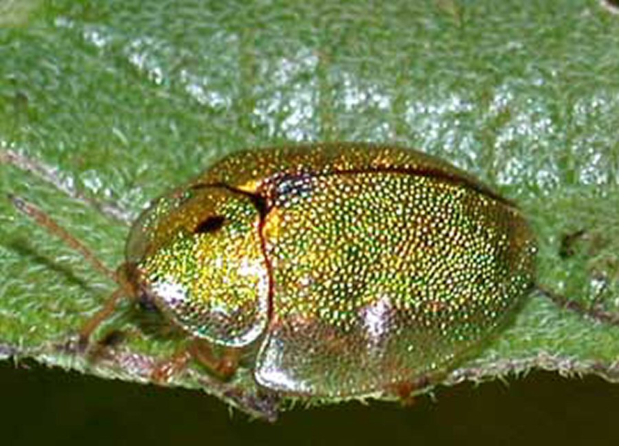 Geiger Tree Leaf Beetles are Active Now (March 2018) on Marco Island ...
