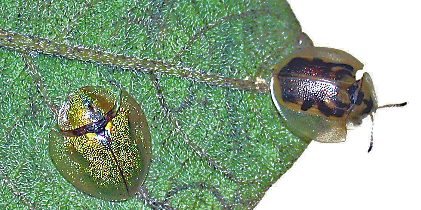 Geiger Tree Leaf Beetles are Active Now (March 2018) on Marco Island ...