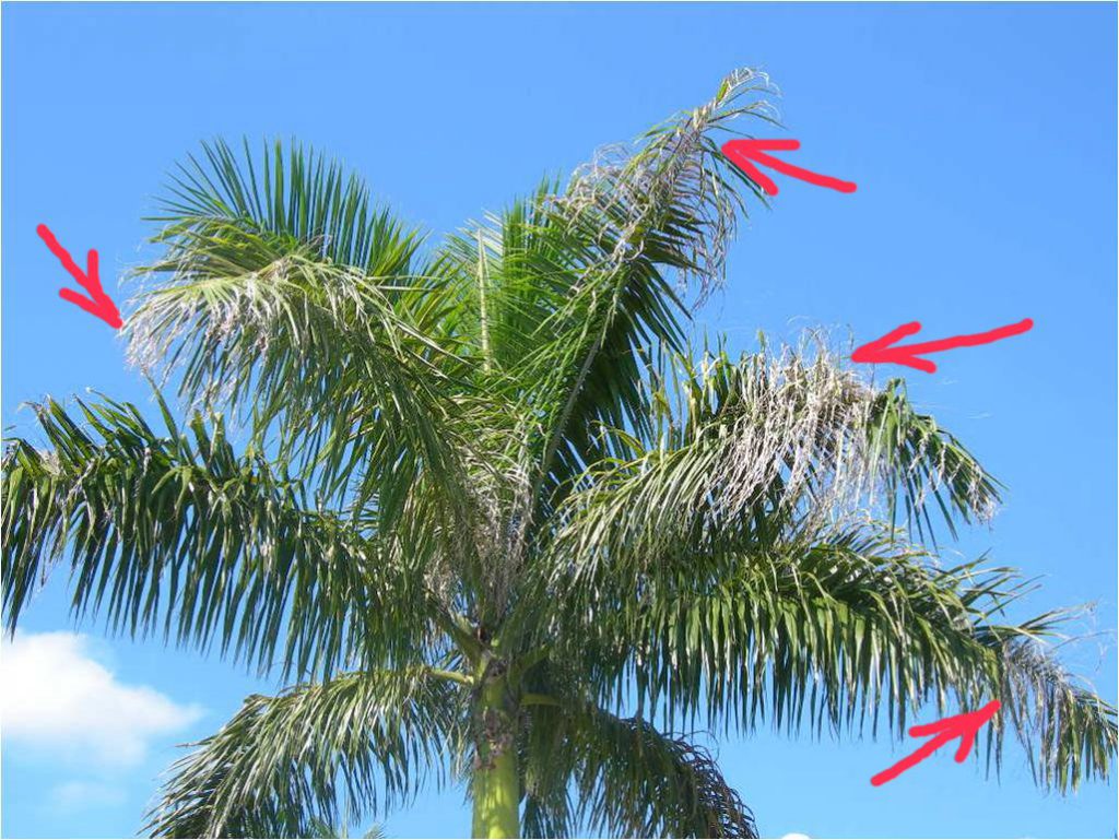 Royal Palm Bug (Xylastodoris luteolus) Attacks New Growth, Spear Leaf ...