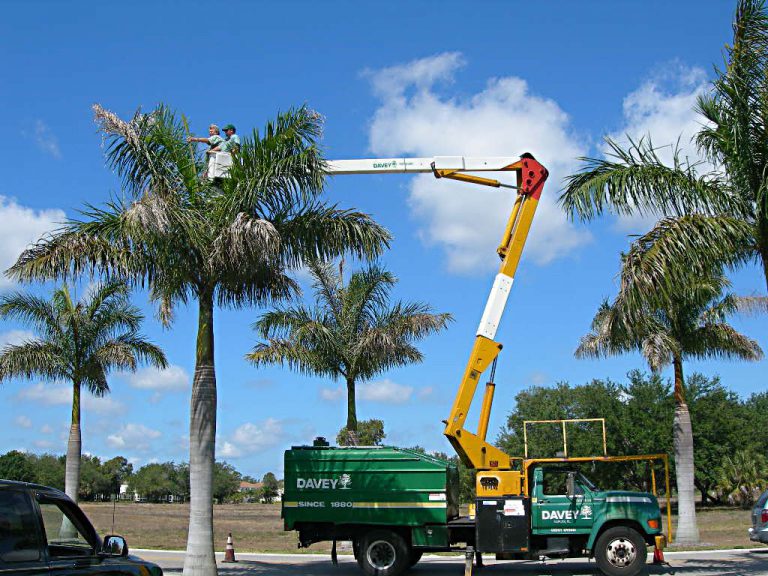 Royal Palm Bug (Xylastodoris luteolus) Attacks New Growth, Spear Leaf ...