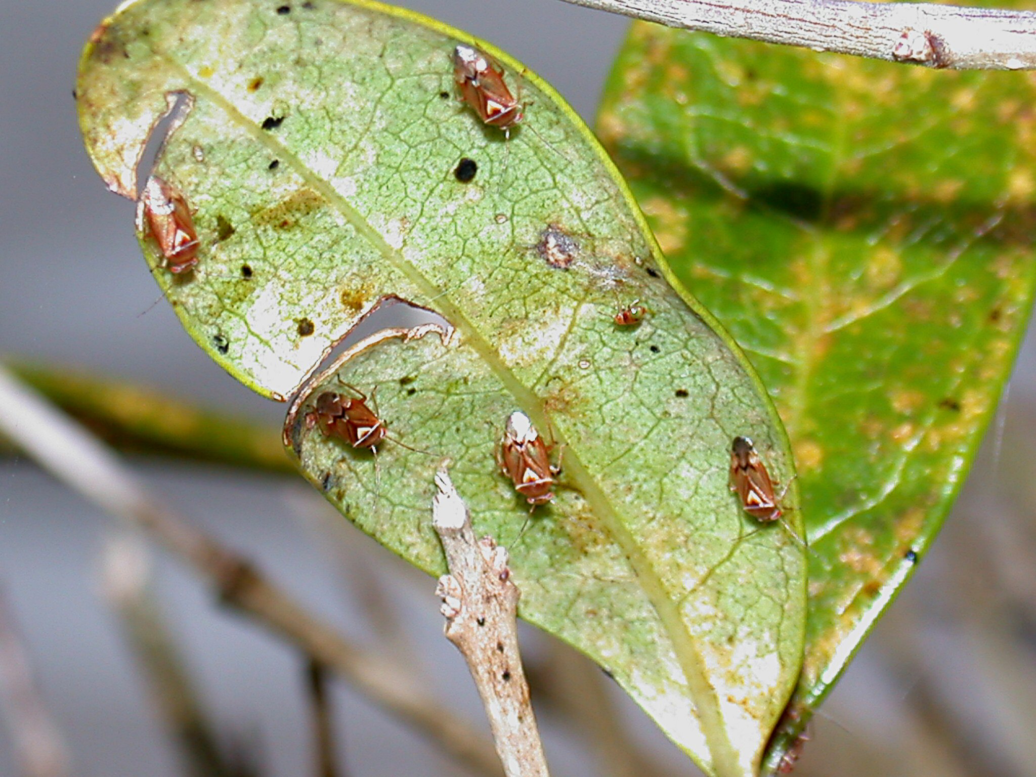 Florida Native Shrub, Florida Swampprivet, Has Plant Bug Pest (Miridae ...