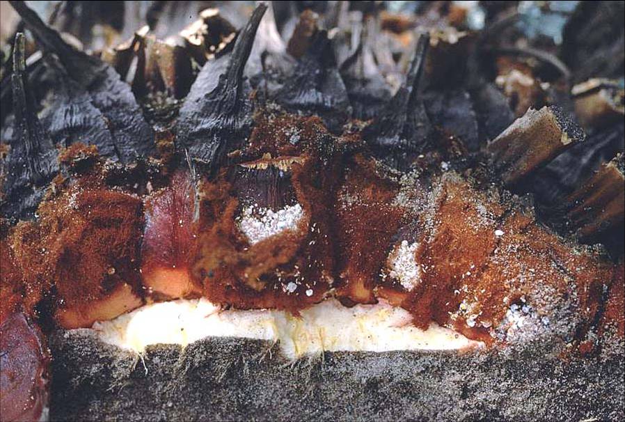 White Scale Insect Kills Queen and King Sago Plants. - UF/IFAS ...