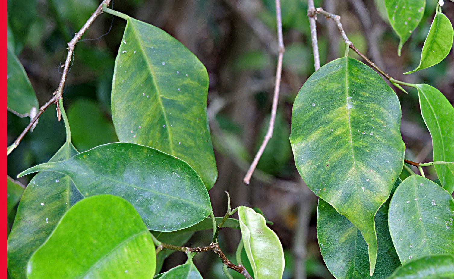 Ficus Whitefly, Singhiella simplex, was One of the Most Destructive ...
