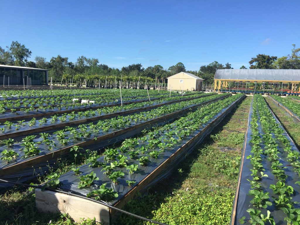 Southwest Florida Small Farmers Network Meeting Recap 2018 - UF/IFAS ...