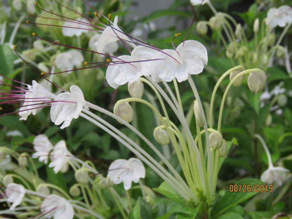 'Musical Note’ Rotheca microphylla (prev. Clerodendrum incisum ...