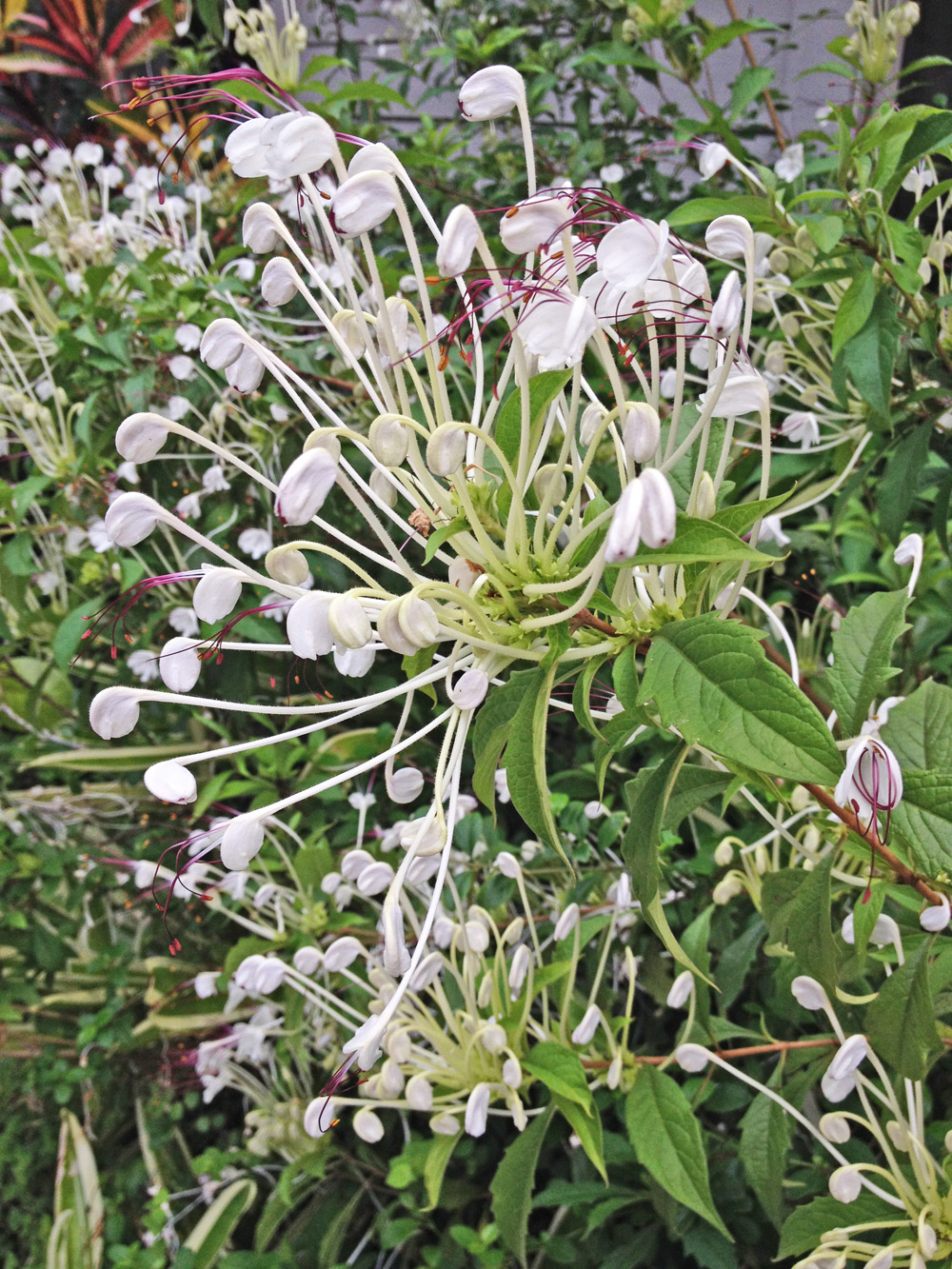 'Musical Note’ Rotheca microphylla (prev. Clerodendrum incisum ...