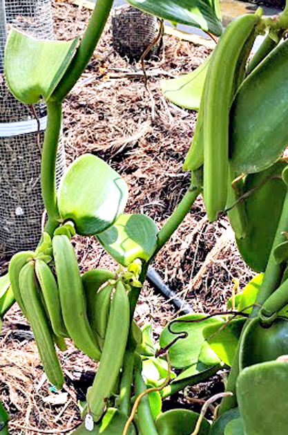 Vanilla Production .....in Florida? - UF/IFAS Extension Collier County