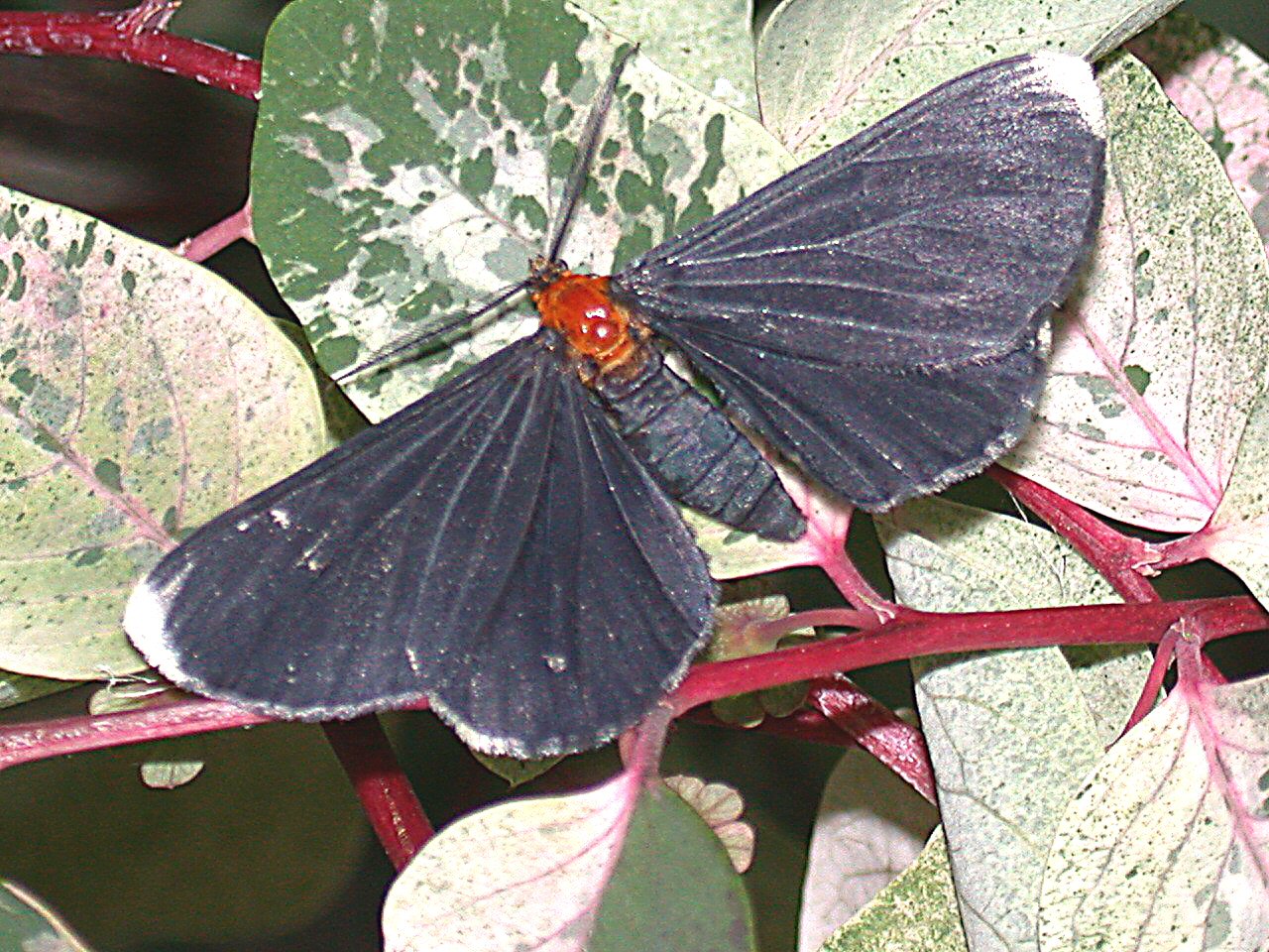 Snow-bush (Breynia disticha) Caterpillars Are Busy Year-Round in South ...