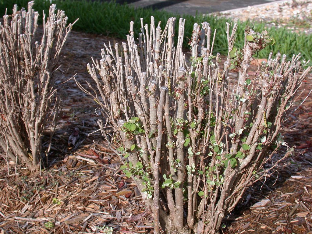 Snow-bush (Breynia disticha) Caterpillars Are Busy Year-Round in South ...
