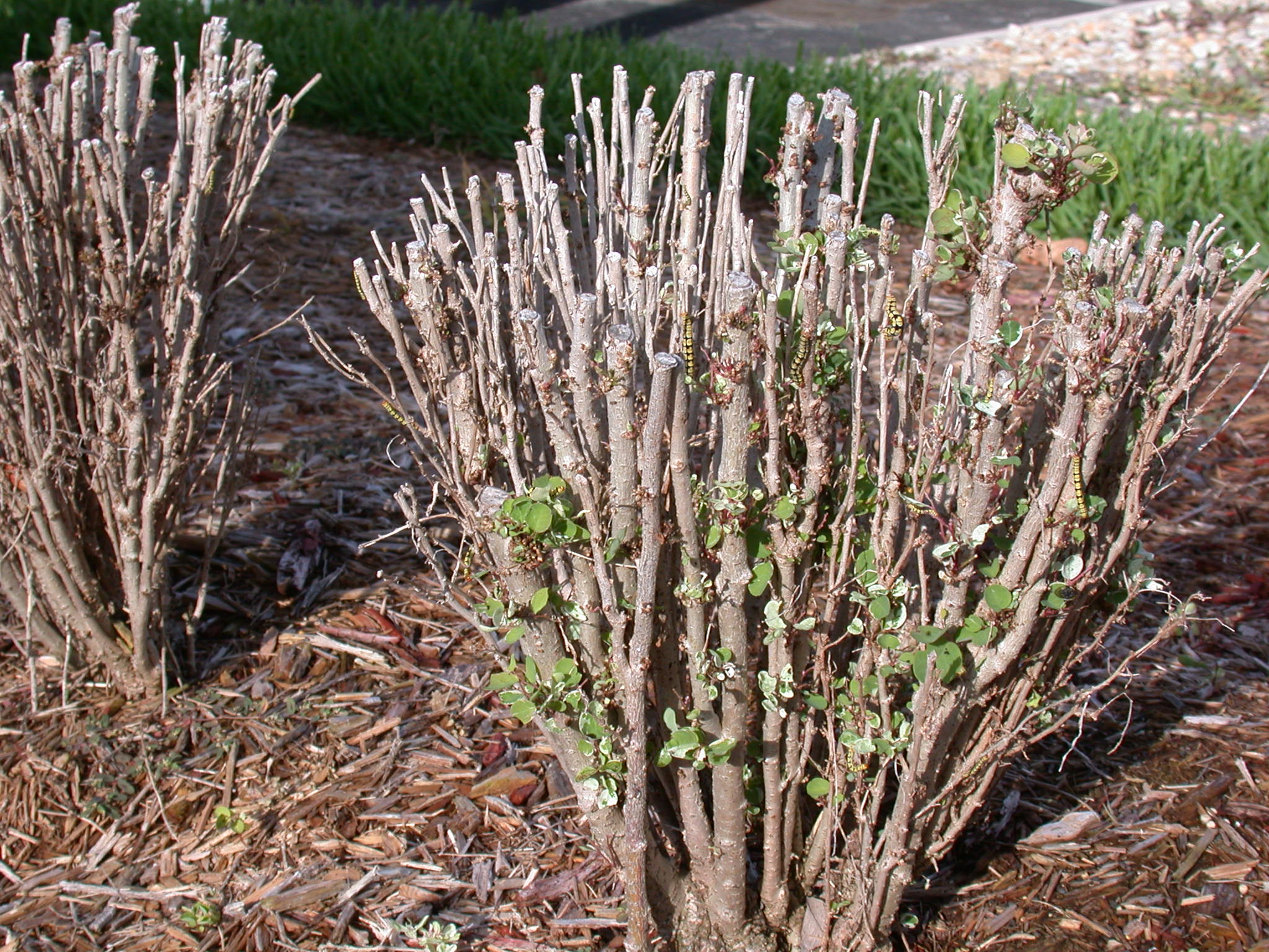 Snow-bush (Breynia disticha) Caterpillars Are Busy Year-Round in South ...