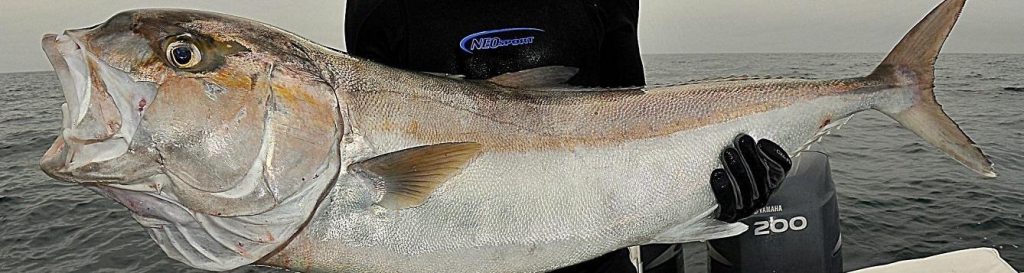 Amberjacks? A Complete Guide Of What You Need To Know Before The Season ...