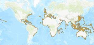 Amberjacks? A Complete Guide Of What You Need To Know Before The Season ...