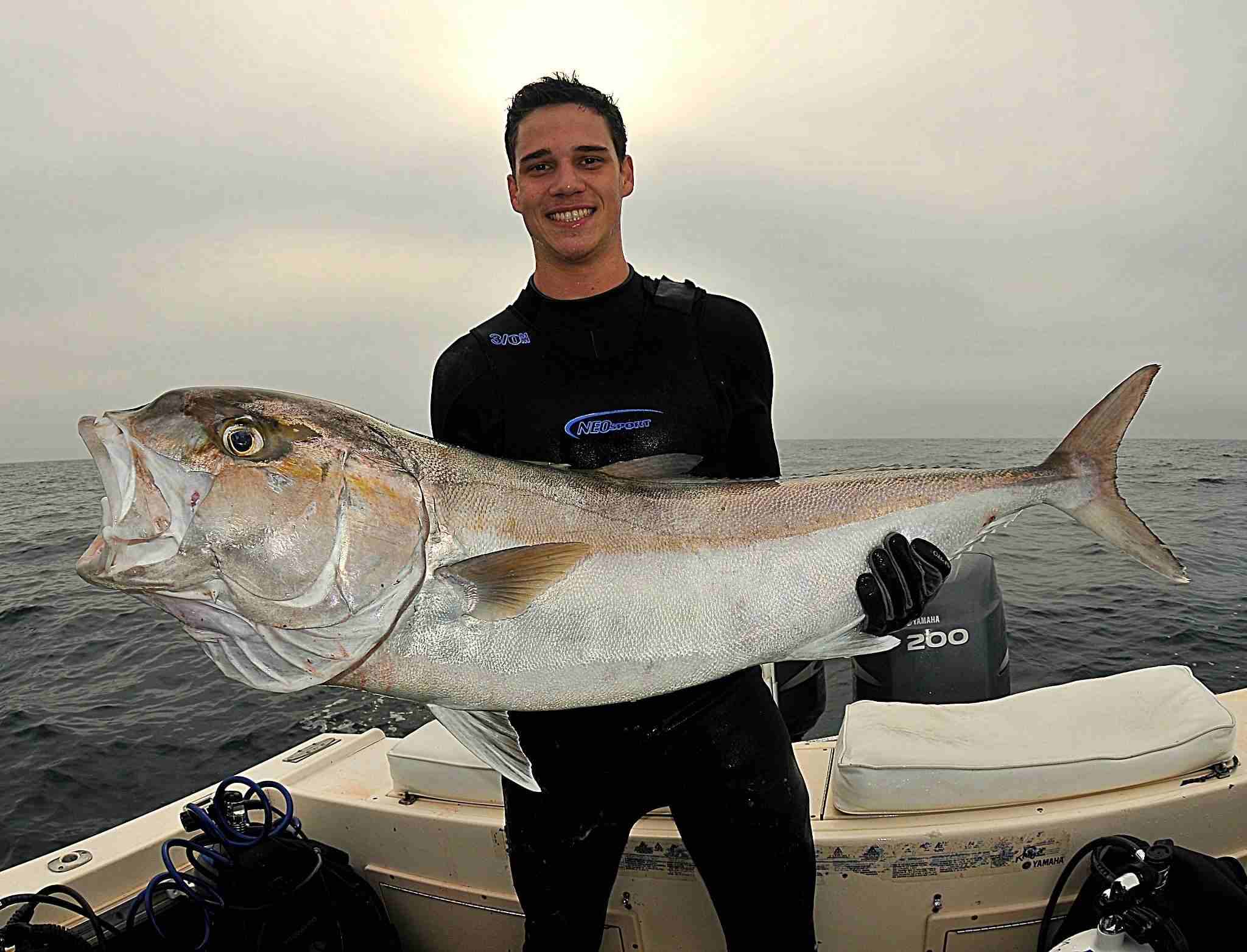 Amberjacks? A Complete Guide Of What You Need To Know Before The Season ...